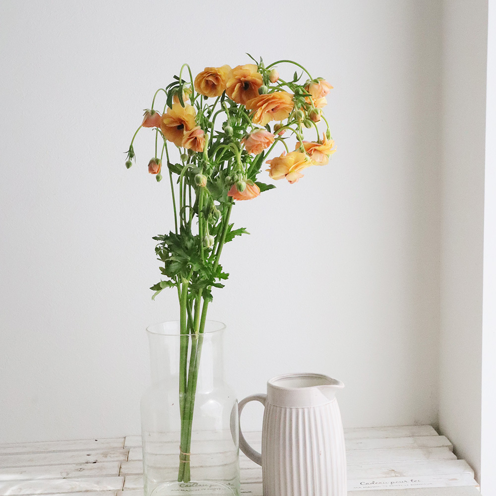 【08直前】ラックス系 ラナンキュラス ベスタリス(ベージュ系)70cm【OT】 - 花材通販はなどんやアソシエ