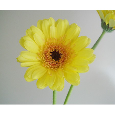 【生花】ガーベラ アレジ(黄色芯黒) - 花材通販はなどんやアソシエ