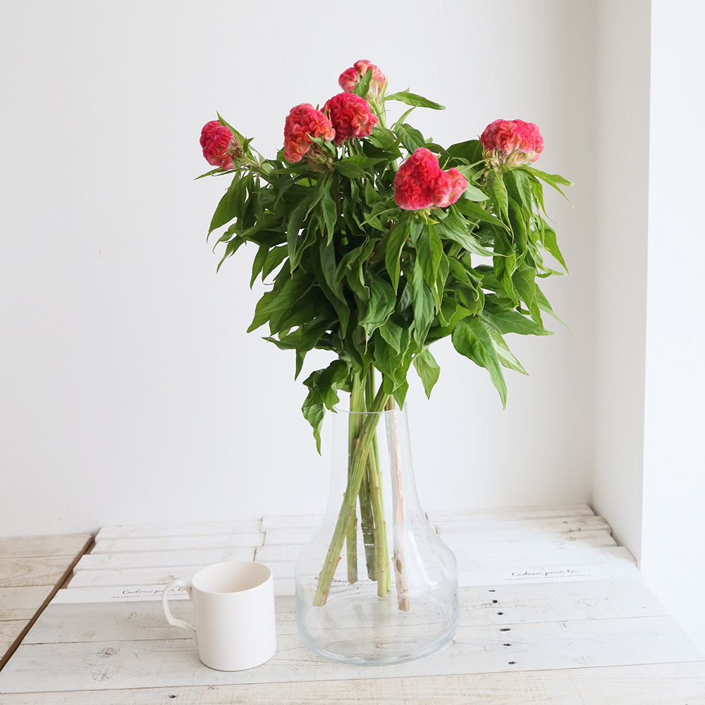 【直前!】久留米ケイトウ フィジーラブ(ピンク系)【OTHT】【生花】 - 花材通販はなどんやアソシエ