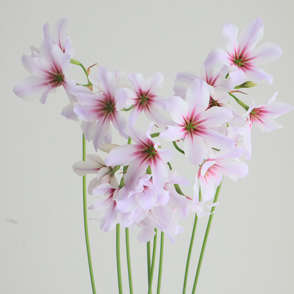 【生花】リューココリーネ ミューア 70cm【OT】 - 花材通販はなどんやアソシエ