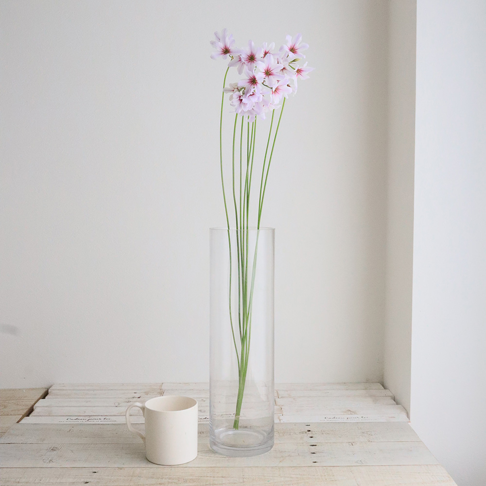 【生花】リューココリーネ ミューア 70cm【OT】 - 花材通販はなどんやアソシエ