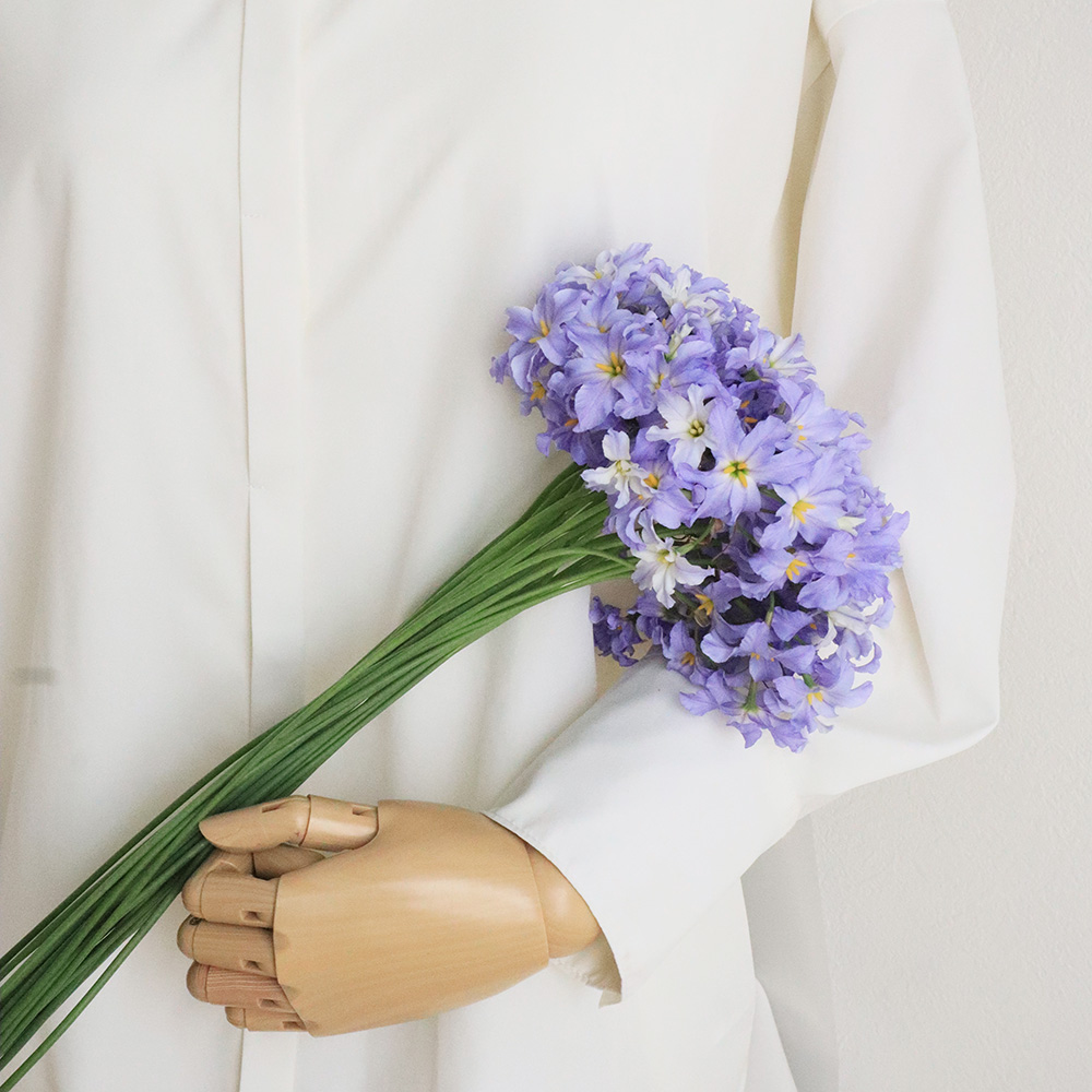 【生花】リューココリーネ ラッフルラベンダー 70cm【OT】 - 花材通販はなどんやアソシエ