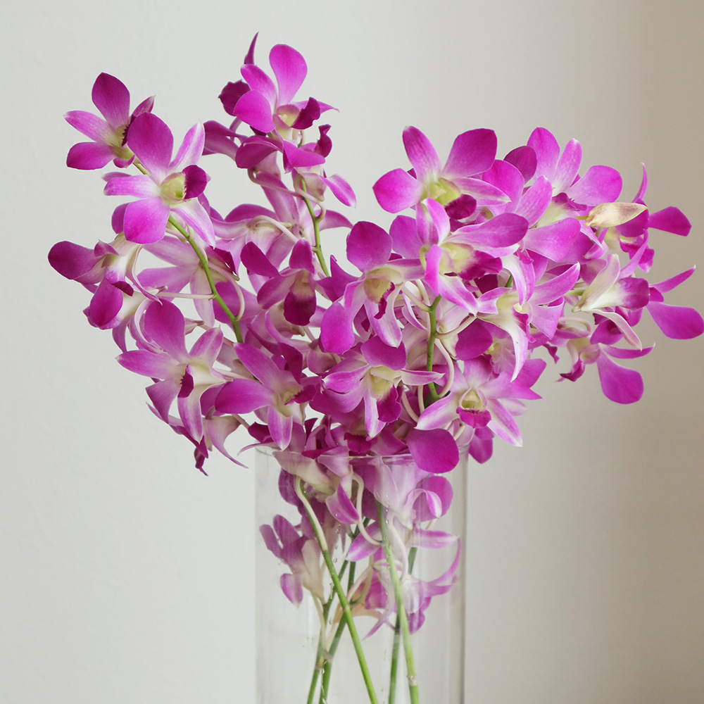 【08直前!】国産デンファレ(ピンク) プラモットなど ロング /50cm-【生花】 - 花材通販はなどんやアソシエ