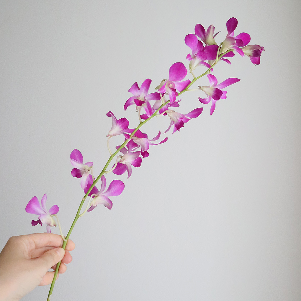 【08直前!】国産デンファレ(ピンク) プラモットなど ロング /50cm-【生花】 - 花材通販はなどんやアソシエ